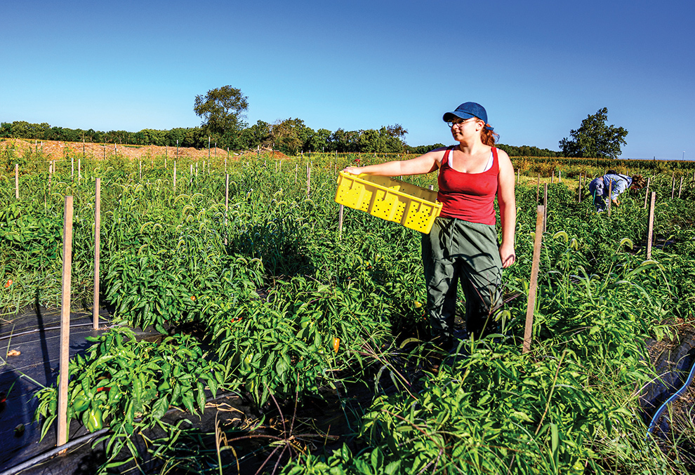 Farm’s Harvest Cultivates Greater Fruits | Saint Mary's College, Notre ...